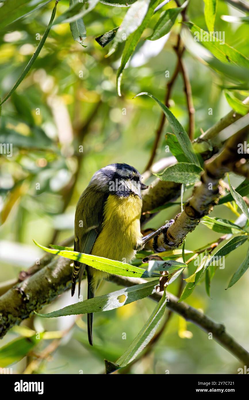 Blue tit, a small insect-eating bird known for its vibrant blue and ...