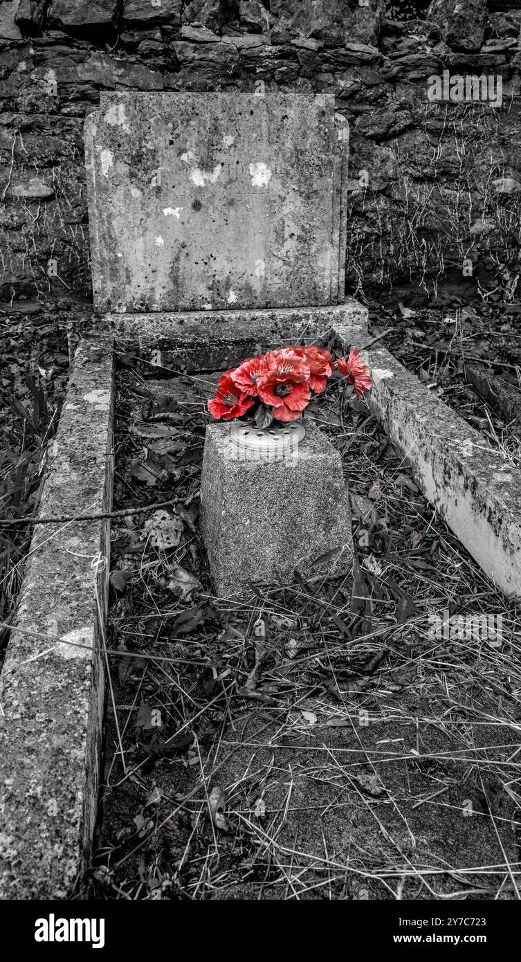 Red poppies on a tombstone in a cemetery - desaturated background ...