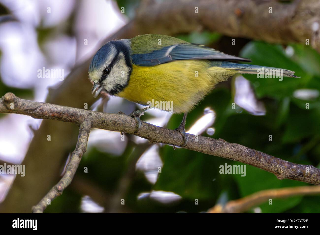 Blue tit, a small insect-eating bird known for its vibrant blue and ...
