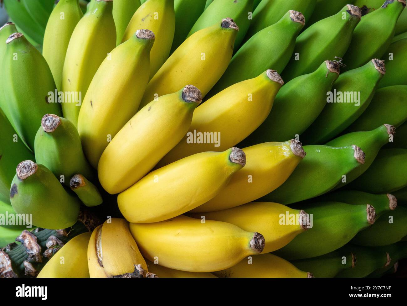 Madeira fruit grow hi-res stock photography and images - Alamy
