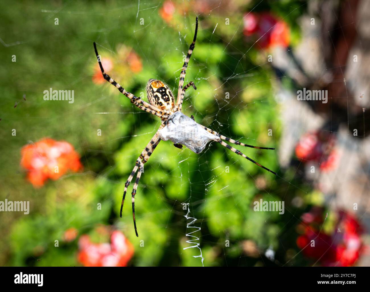 Calheta, Portugal. 20th Sep, 2024. A golden wasp spider (Argiope ...