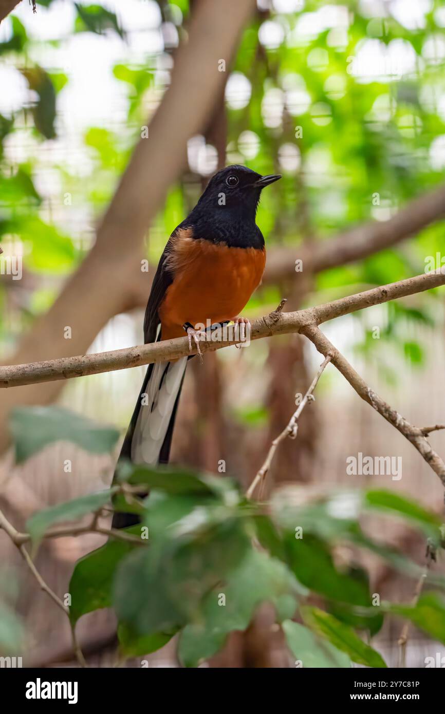 white-rumped shama, Copsychus malabaricus Stock Photo - Alamy