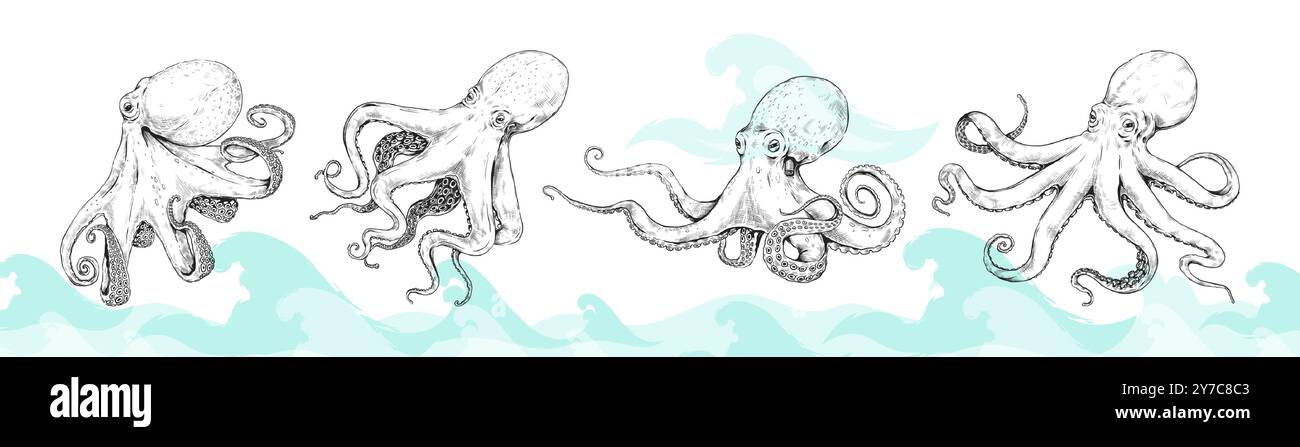 Octopus Anatomy Illustration Stock Image C0498764 Octopus Jellyfish