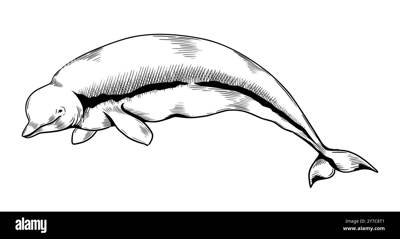 Hand drawn whales. Beluga sketch. Swimming water animal. Engraving ...