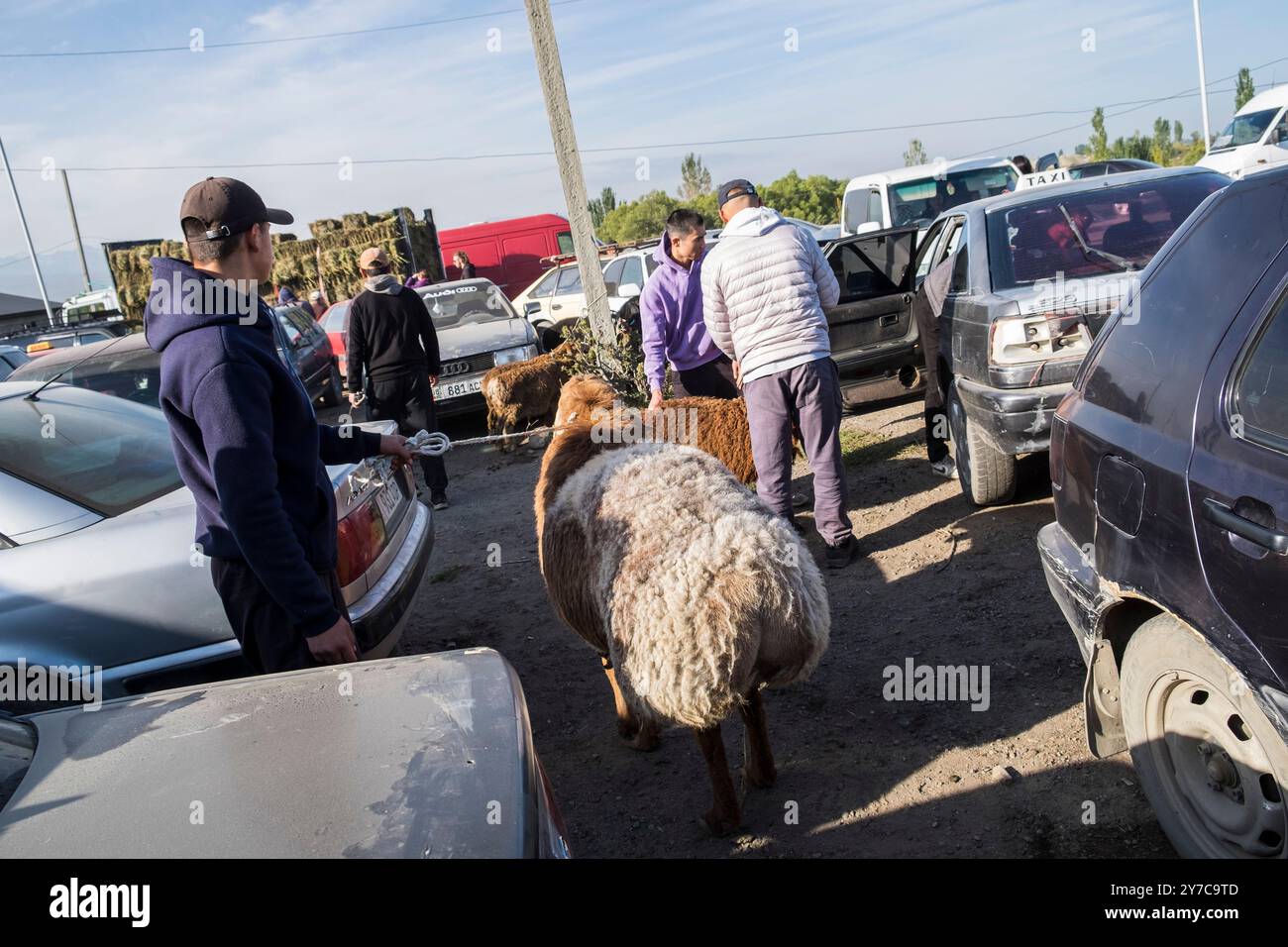 People and cattle at the karakol animal market kyrgyzstan hi-res stock ...