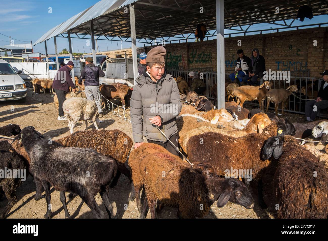 Kyrgyzstan, Karakol, cattle market Stock Photo - Alamy