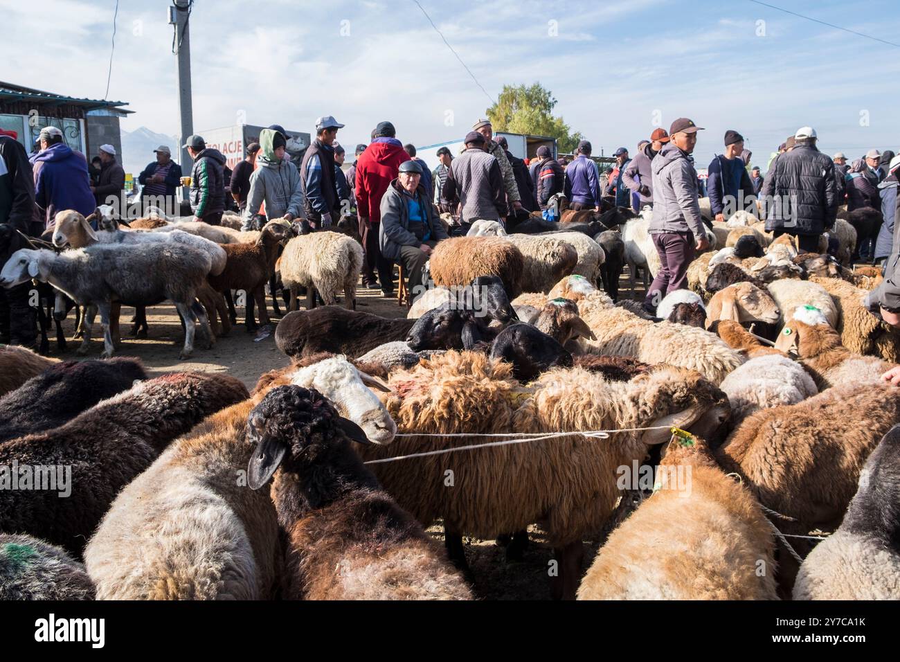 Kyrgyzstan, Karakol, cattle market Stock Photo - Alamy