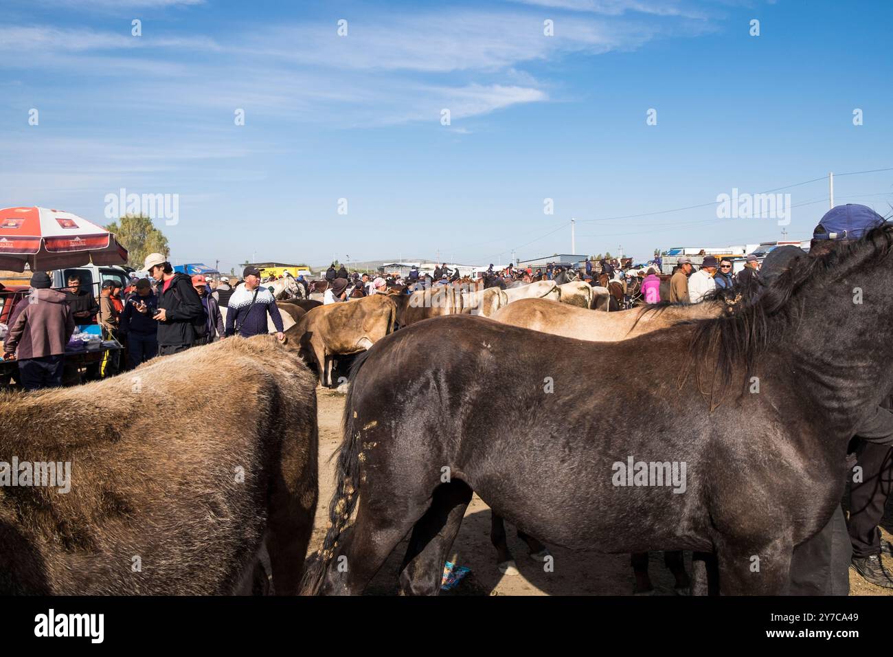 Kyrgyzstan, Karakol, cattle market Stock Photo - Alamy