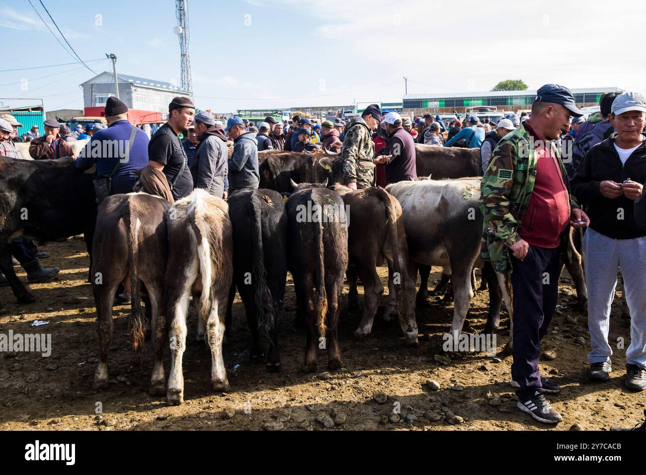 Cattle market history hi-res stock photography and images - Alamy