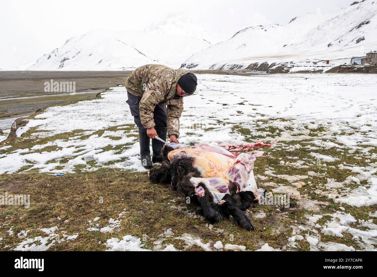 Kyrgyzstan, Kel-Suu village, yak slaughter Stock Photo - Alamy