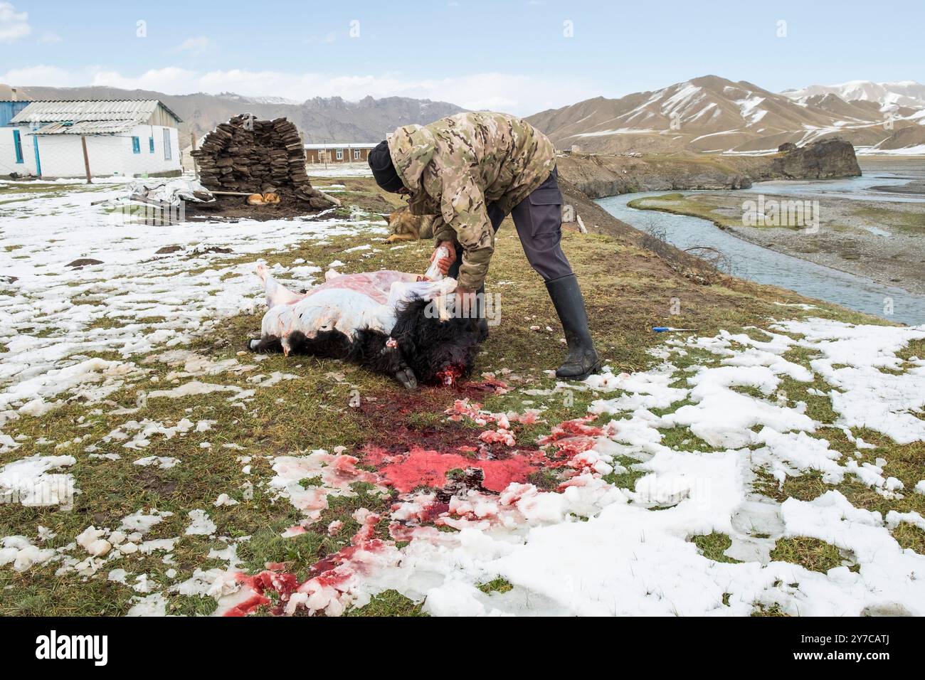 Kyrgyzstan, Kel-Suu village, yak slaughter Stock Photo - Alamy