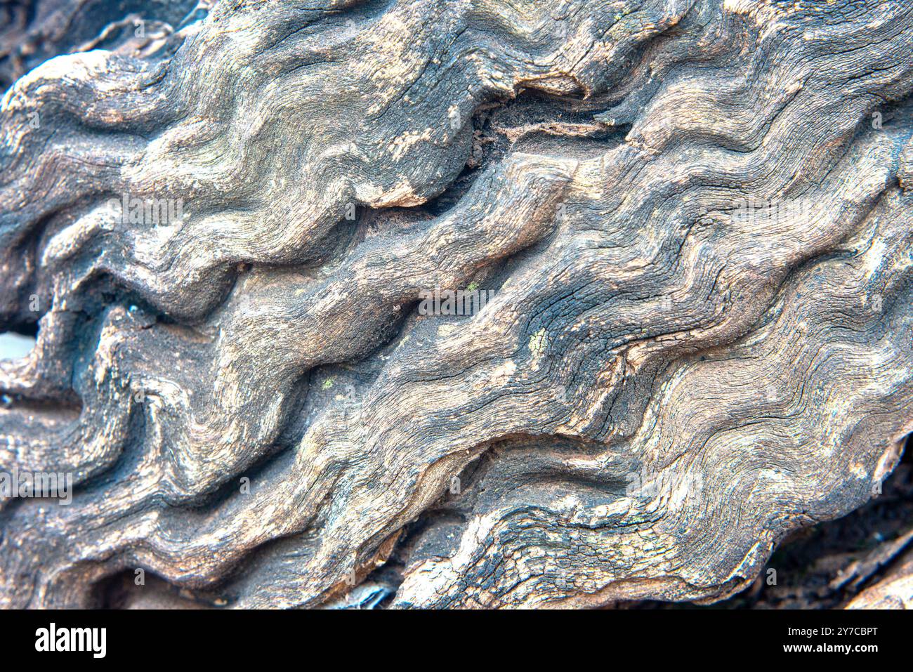 tree patterns, tree texture Stock Photo - Alamy