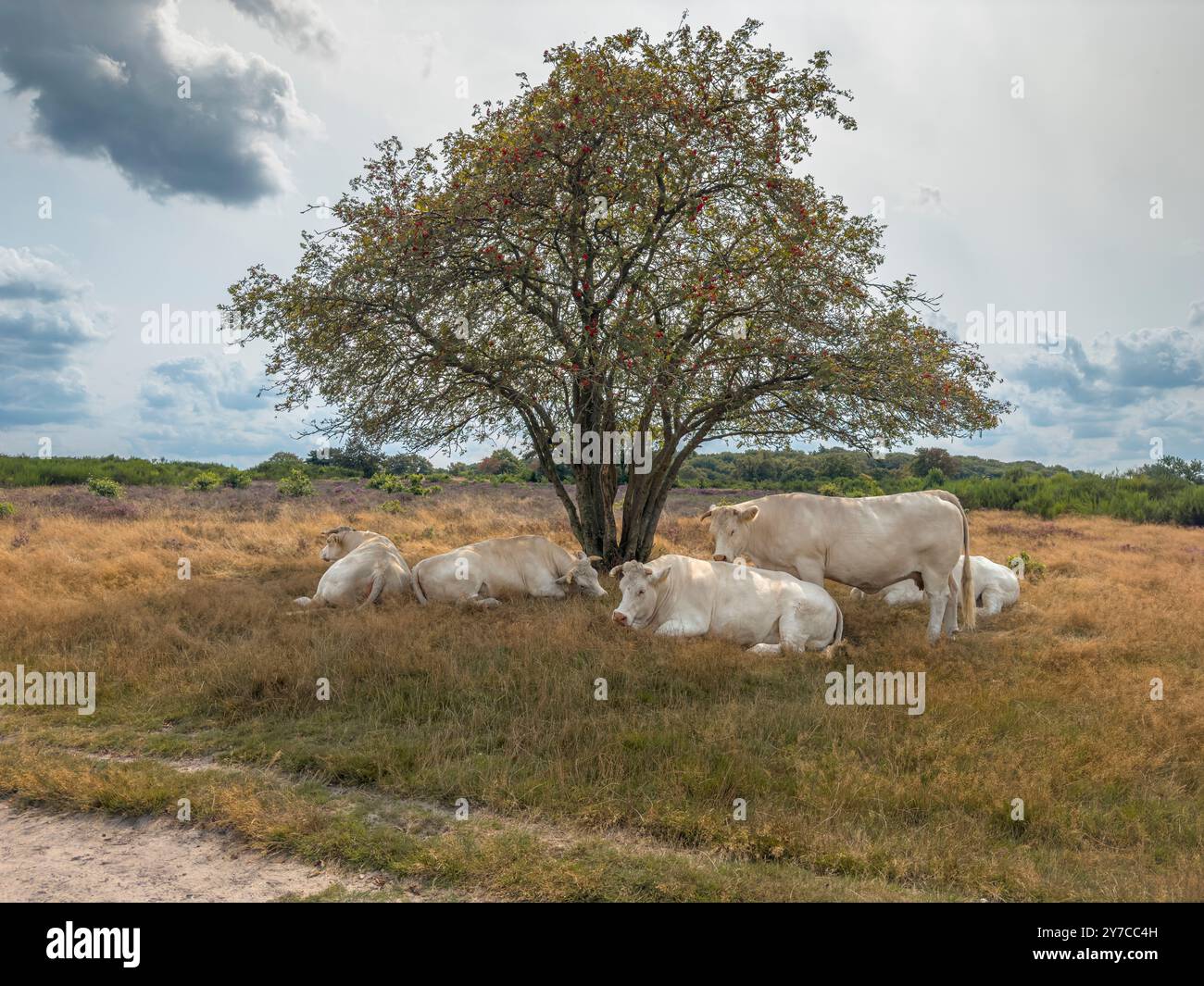 Cow standing in front of tree hi-res stock photography and images - Alamy