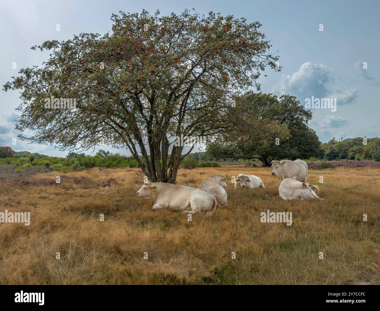 White cows rest in the shade of a tree on a hot sunny day Stock Photo ...