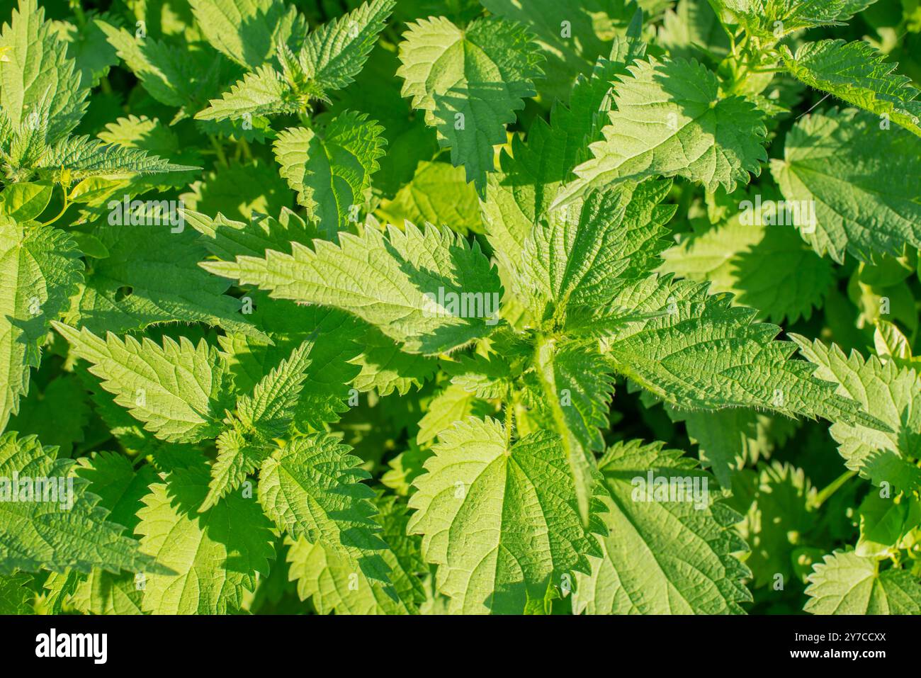 The common nettle (Urtica dioica). Stinging nettle leaves texture Stock ...