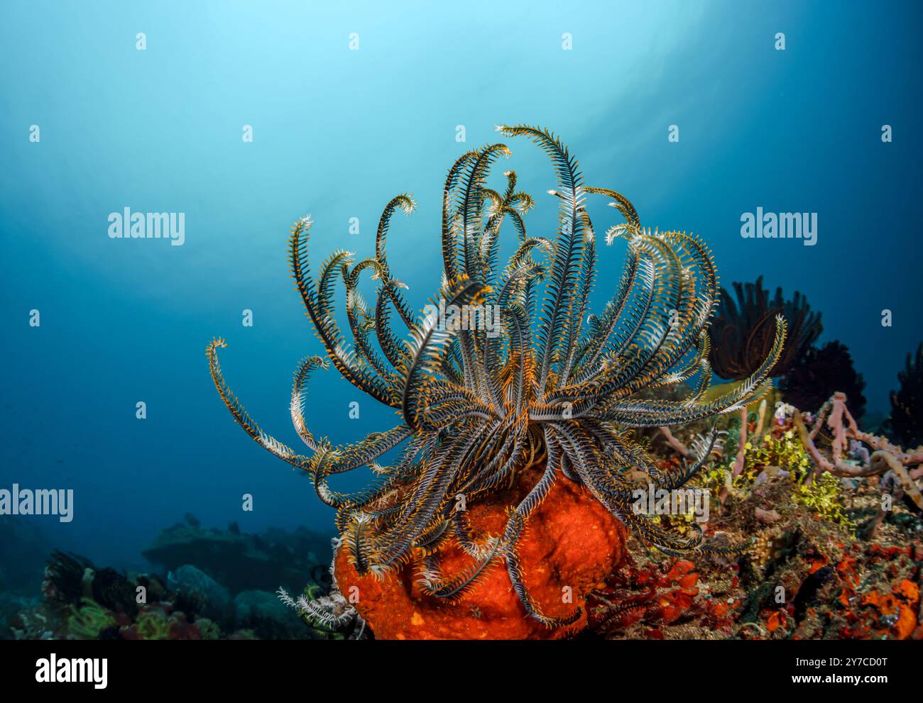 Underwater photo of a sea lily. From a scuba dive in the Philippines ...