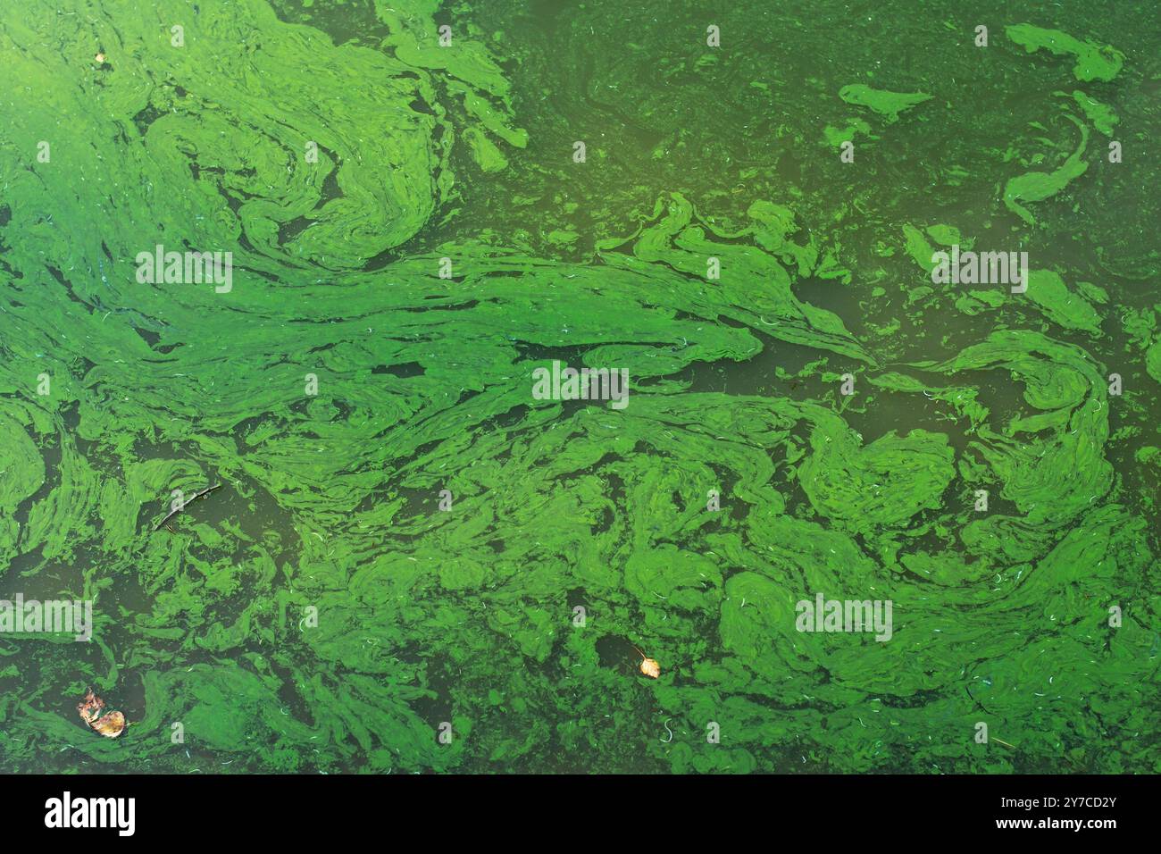 Green algae growing on water surface in a garden pond. Algal bloom ...
