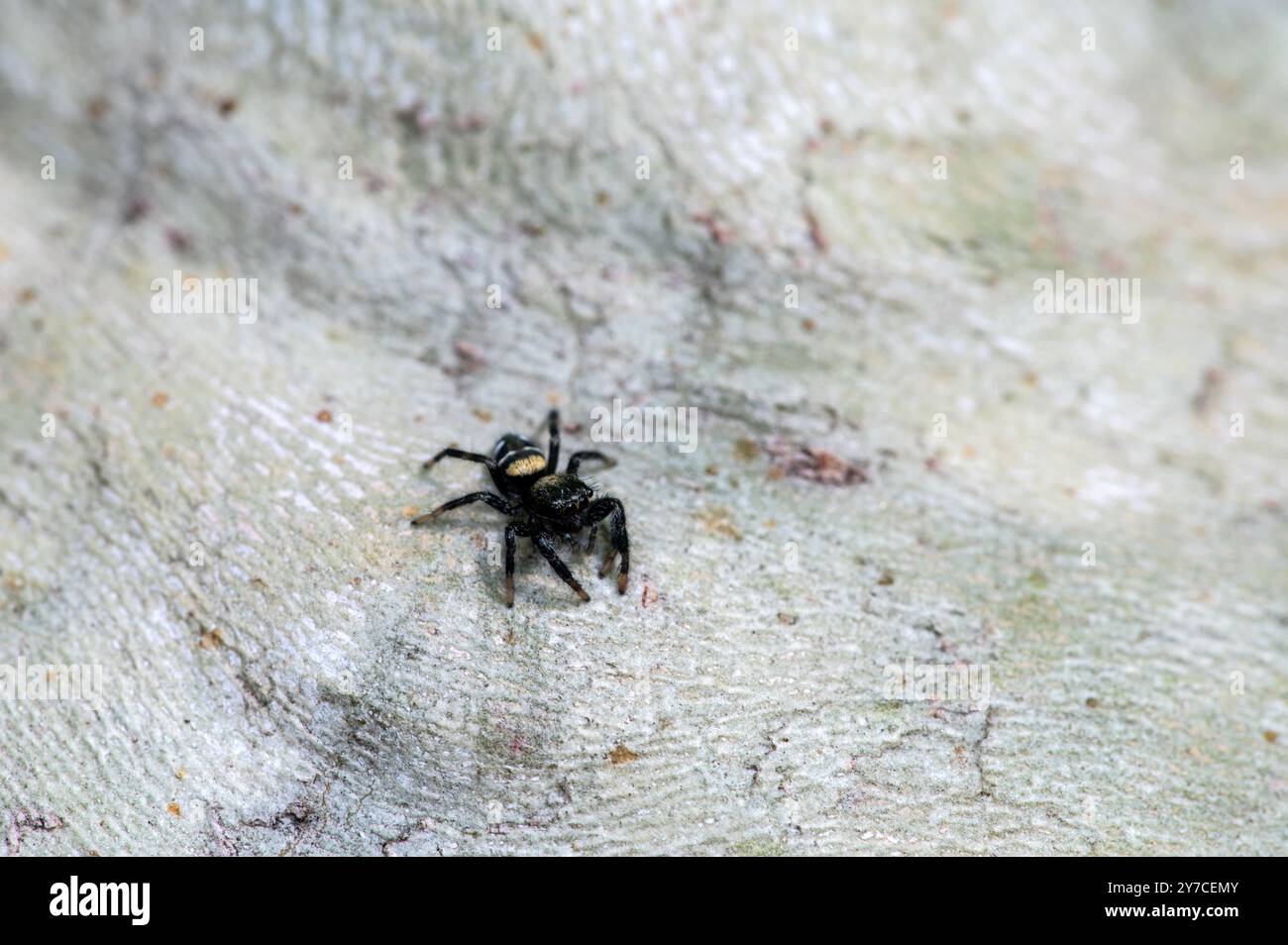Agave Jumping Spider (Paraphidippus basalis Stock Photo - Alamy