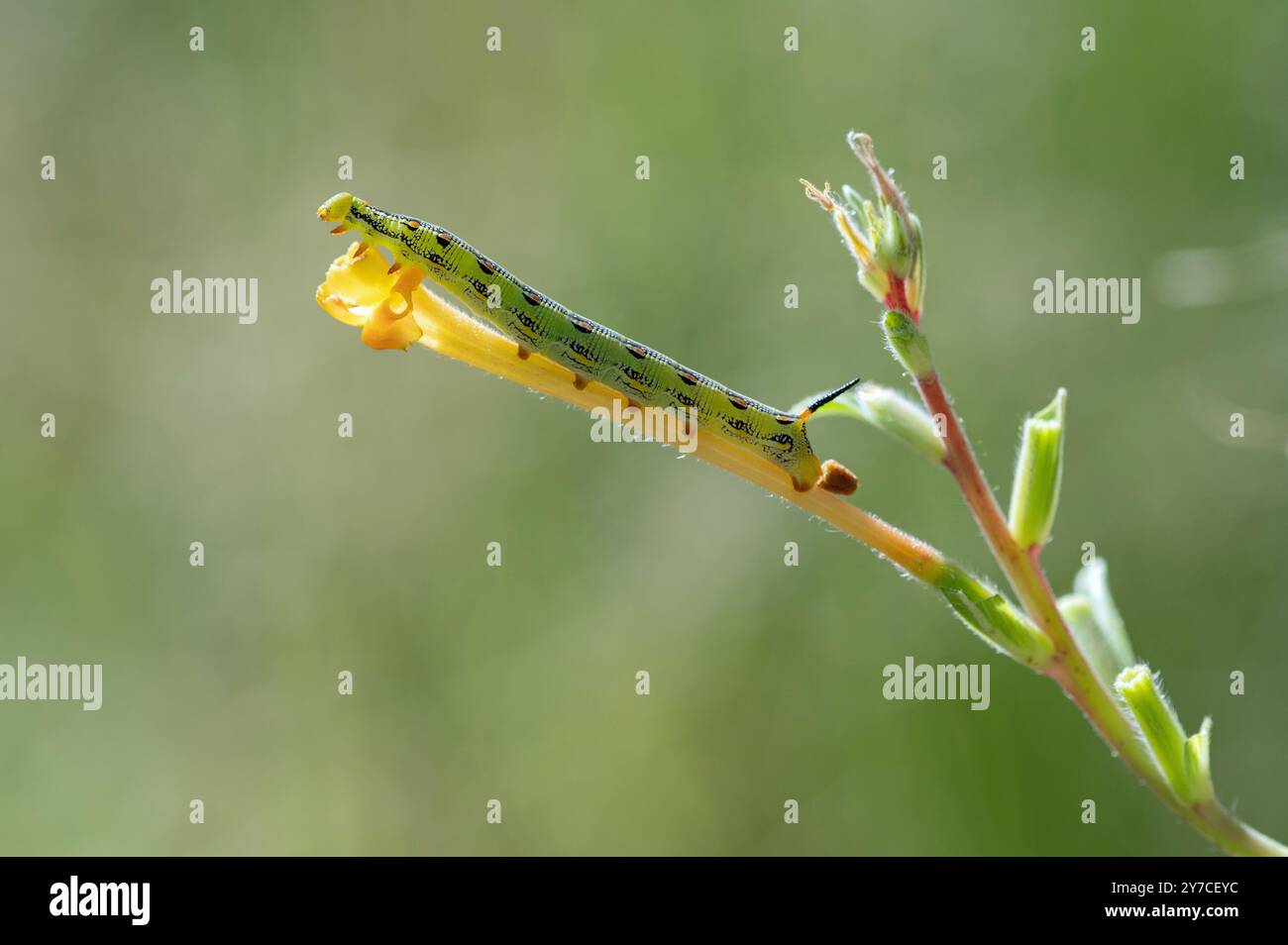 Caterpillar exoskeleton hi-res stock photography and images - Alamy