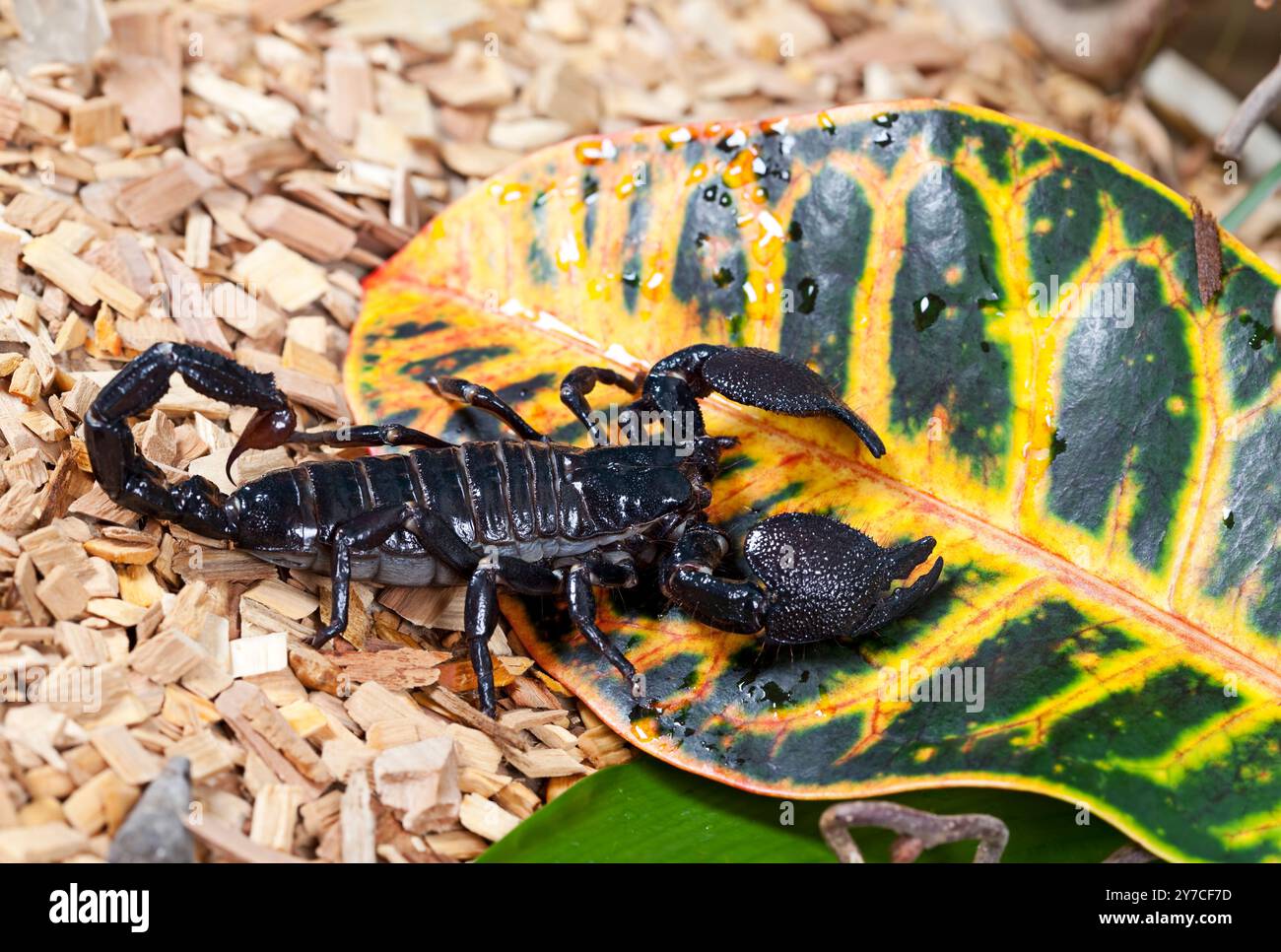 Close up Emperor Scorpions (Pandinus imperator) in wildlife Stock Photo ...