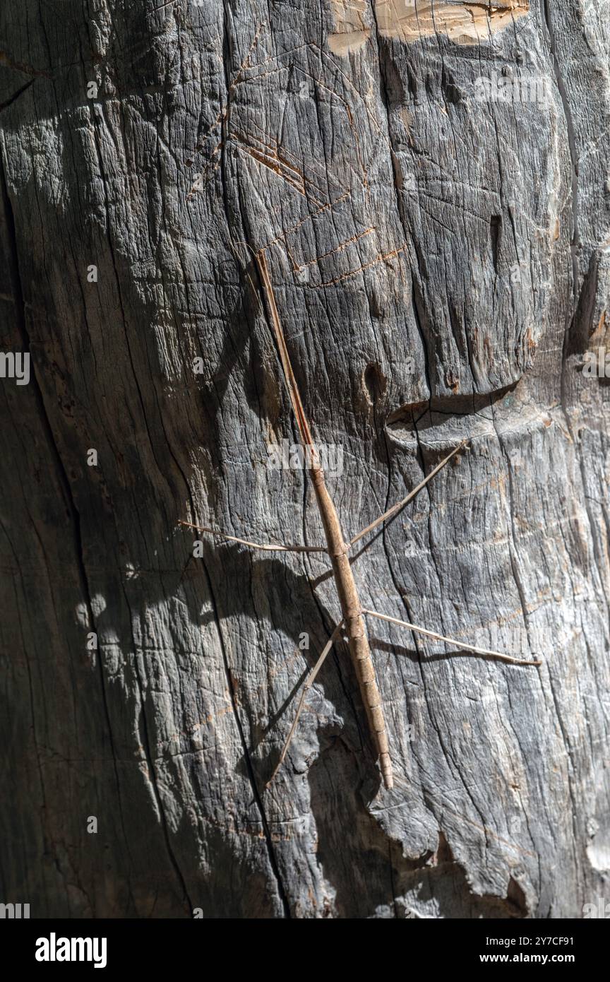 Arizona Walkingstick (Diapheromera arizonensis Stock Photo - Alamy