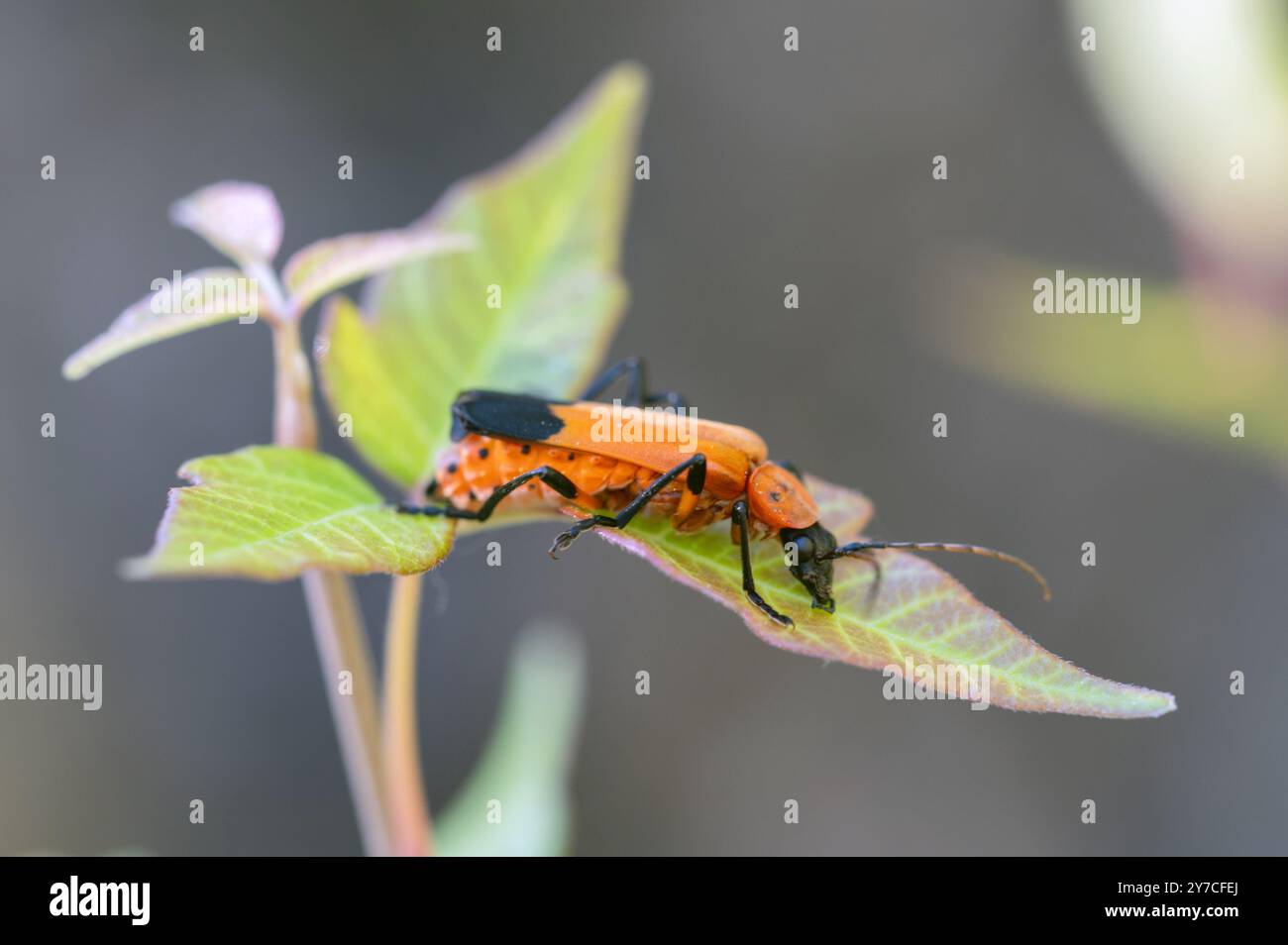 Net-winged Beetle (Lycus fernandezi Stock Photo - Alamy