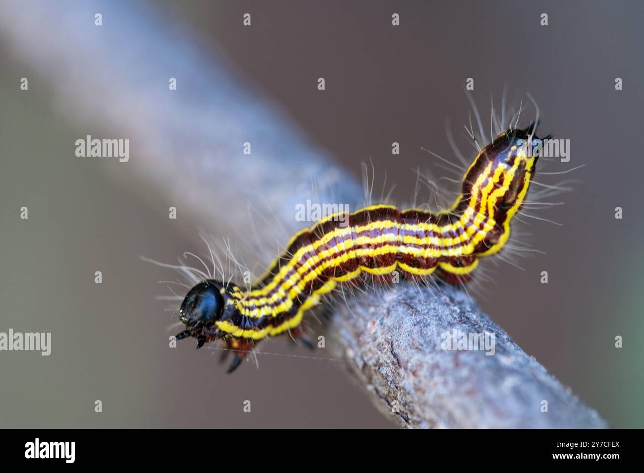 Yellow-necked Caterpillar (Datana ministra Stock Photo - Alamy