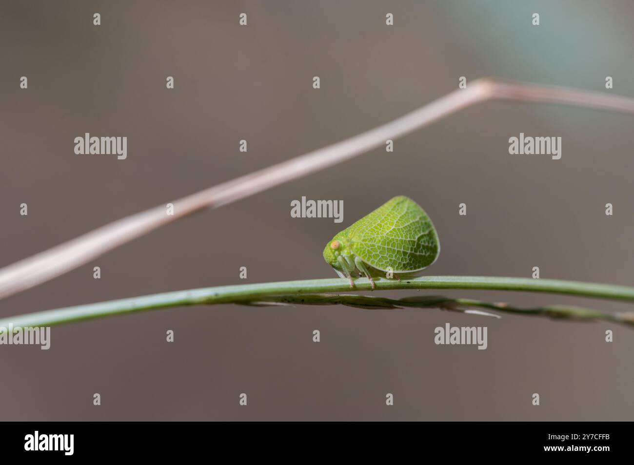 Leafhopper on blade of grass Stock Photo - Alamy
