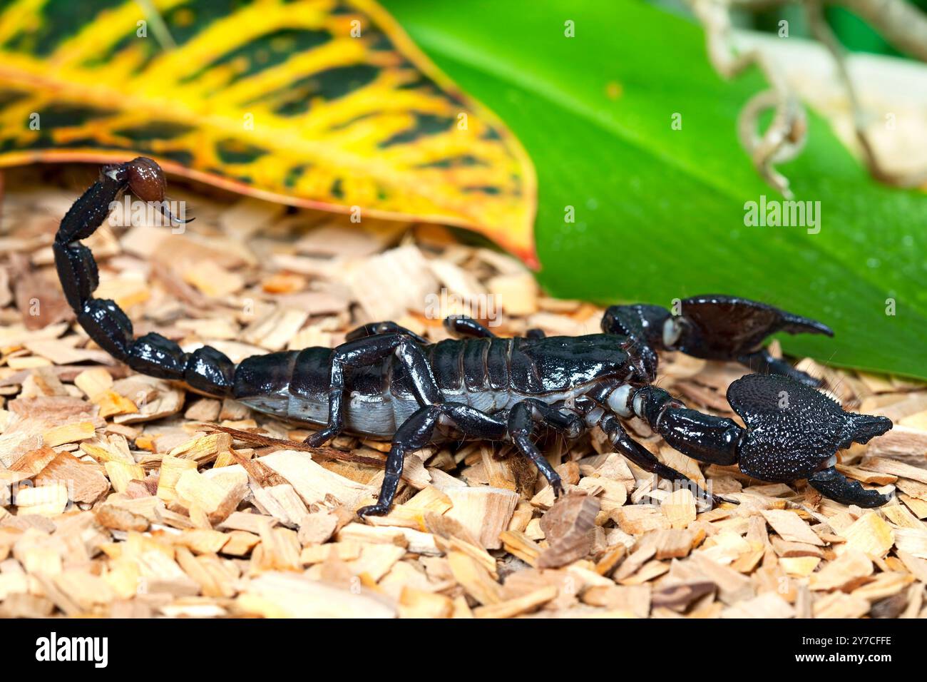 Black Emperor Scorpions (Pandinus imperator) in wildlife closeup Stock ...