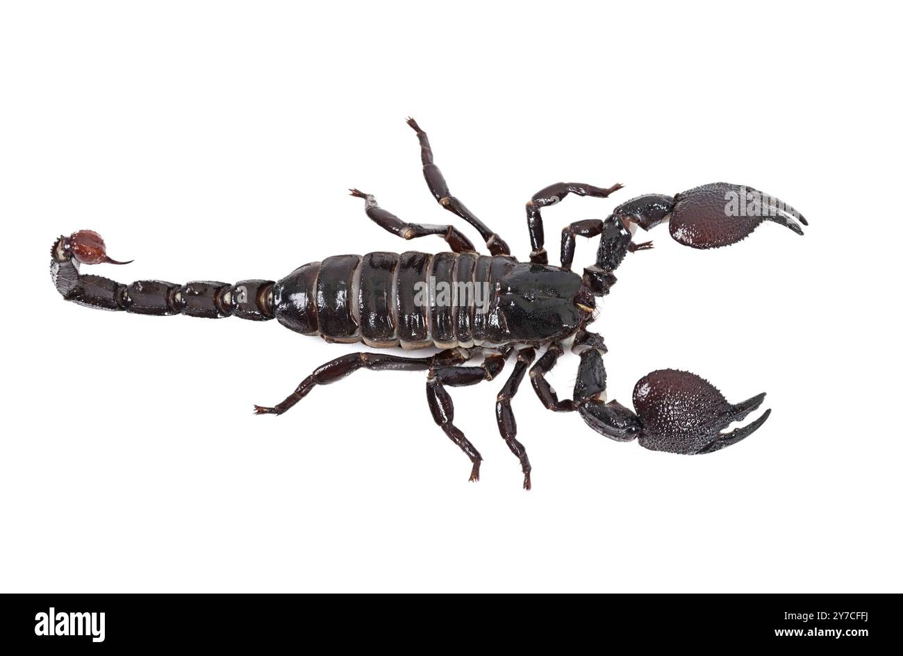 Emperor Scorpion (Pandinus imperator) isolated on white background ...