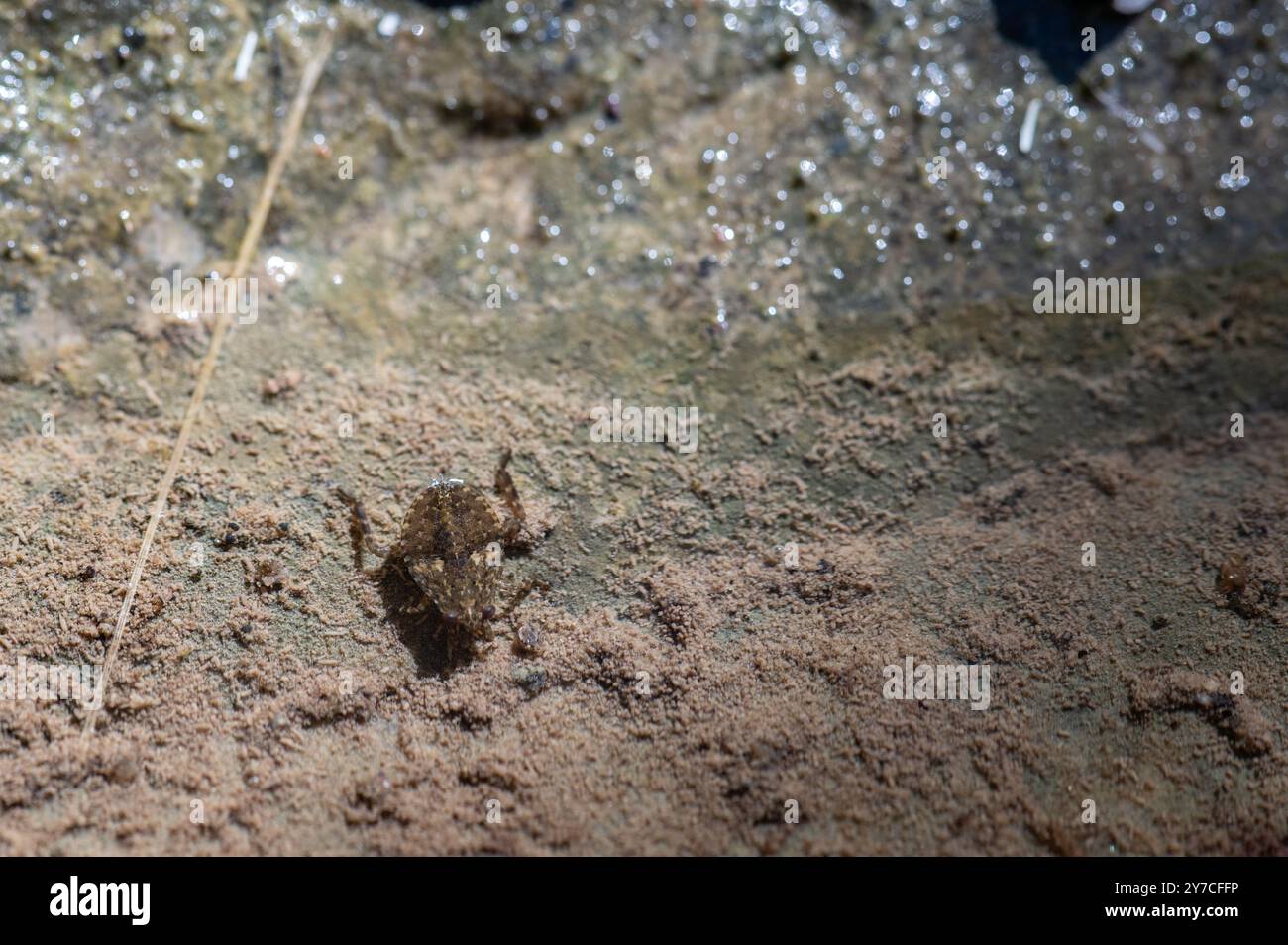 Giant Water Bug (Abedus herberti Stock Photo - Alamy