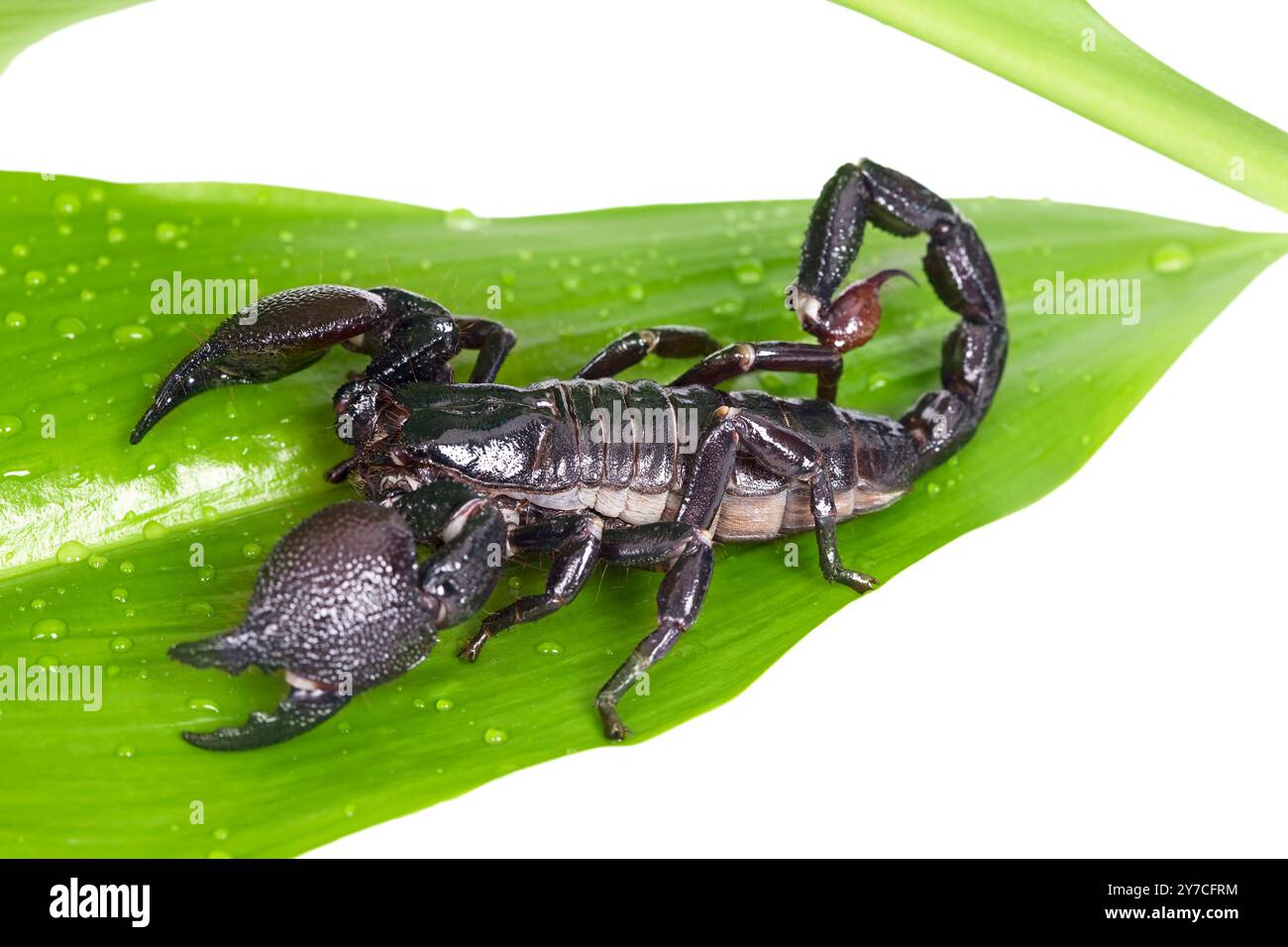 Emperor scorpion sting hi-res stock photography and images - Alamy