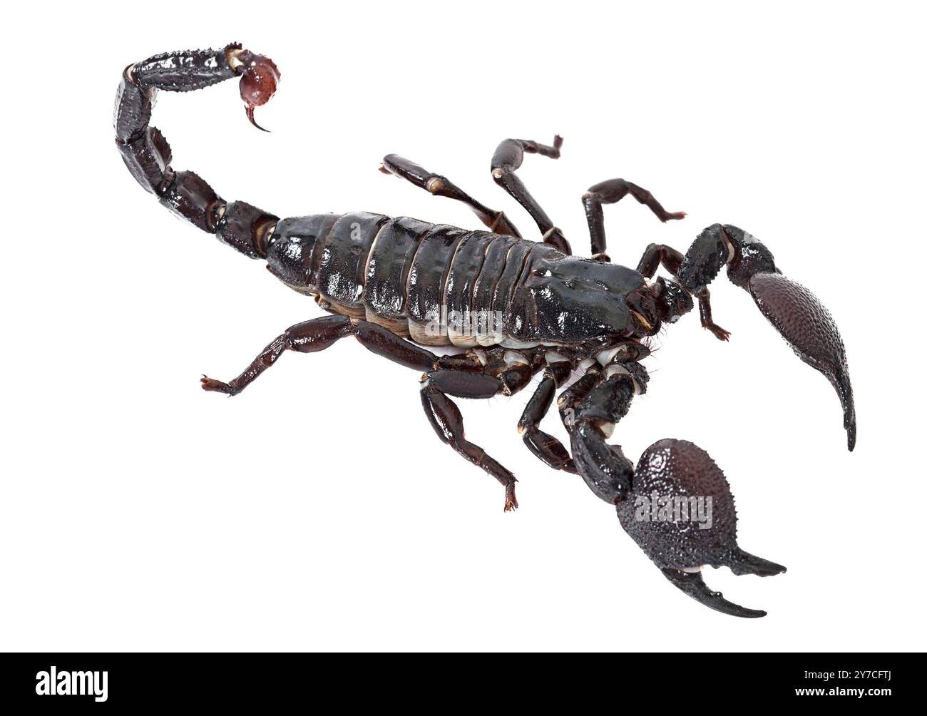 Emperor Scorpion (Pandinus imperator) isolated on white background ...