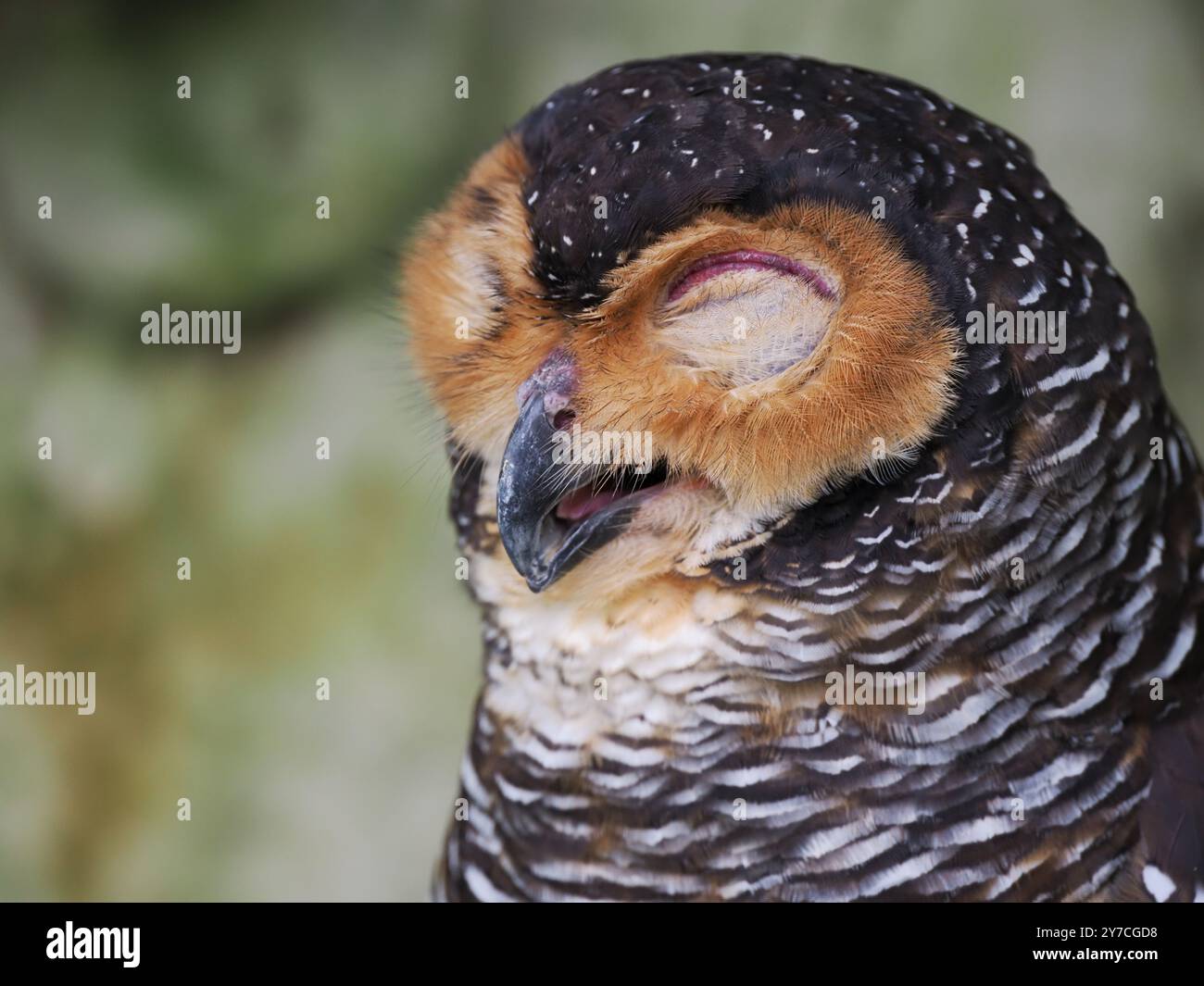 Intricate plumage patterns hi-res stock photography and images - Alamy