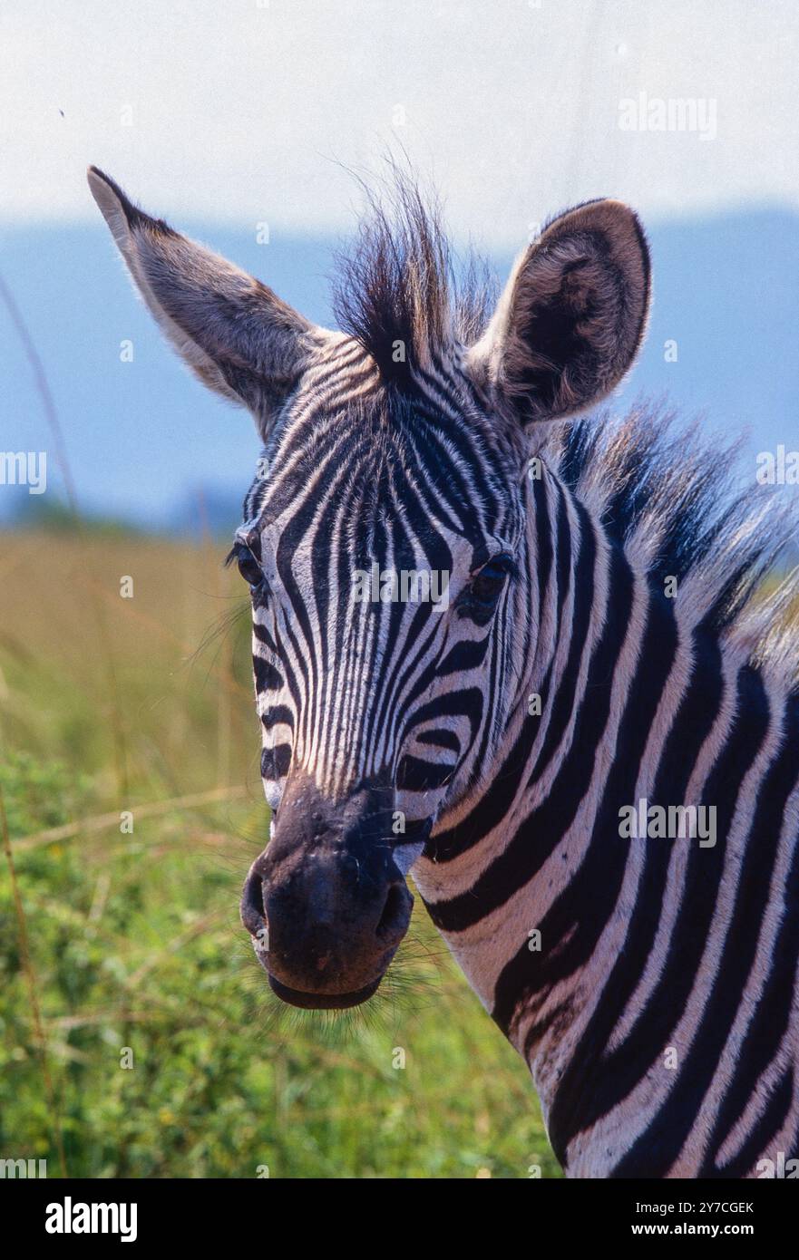 Zebra in Malolotja National Park,SWAZILAND Stock Photo - Alamy