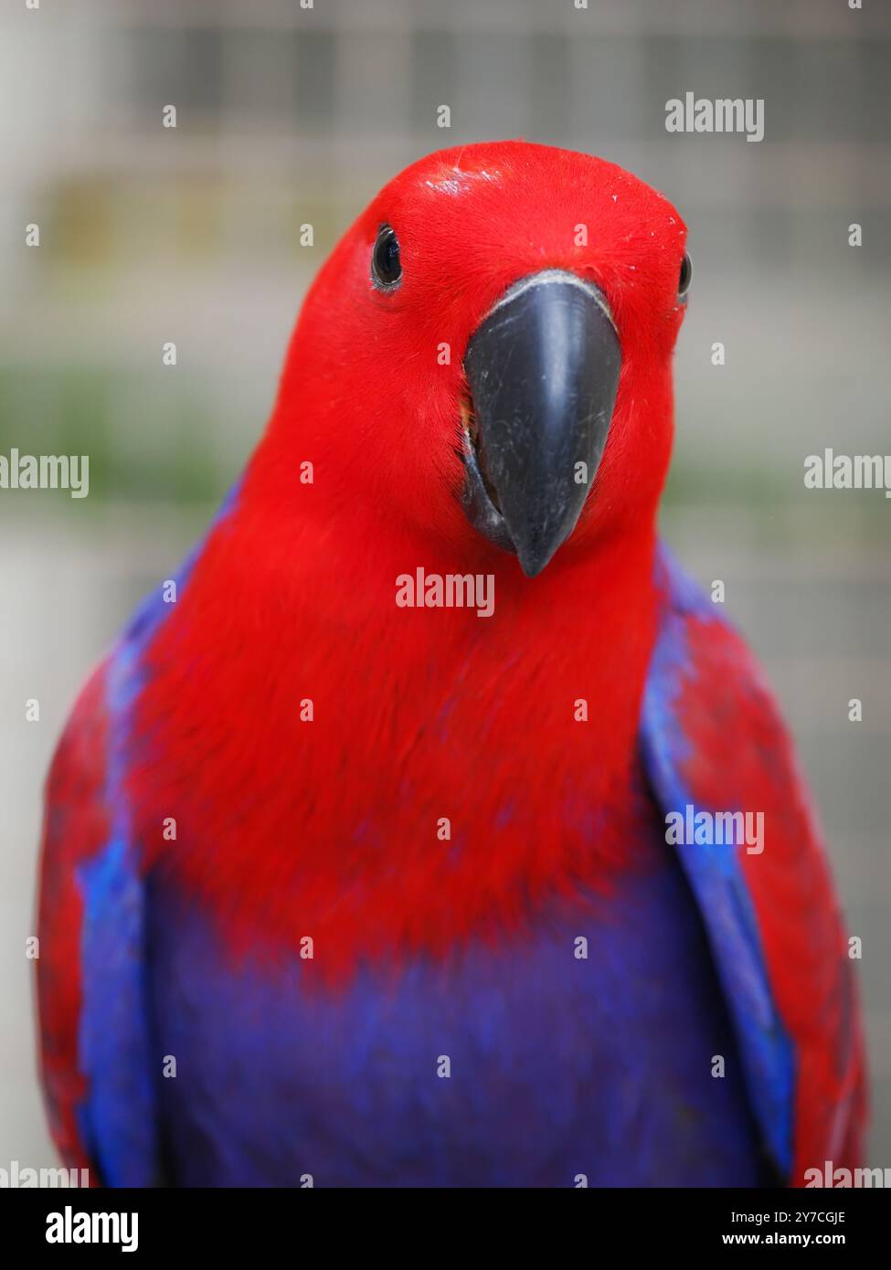 Female Eclectus Parrot Bird Portrait Stock Photo - Alamy