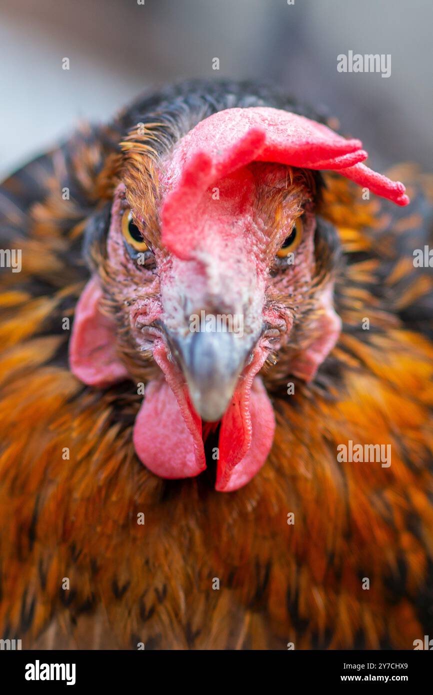Hen portrait. Chicken headshot. Farm Animal Theme Stock Photo - Alamy