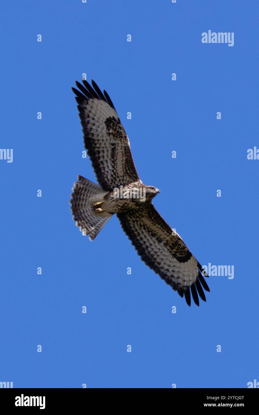 Common buzzard, a medium-sized raptor that hunts small mammals and ...