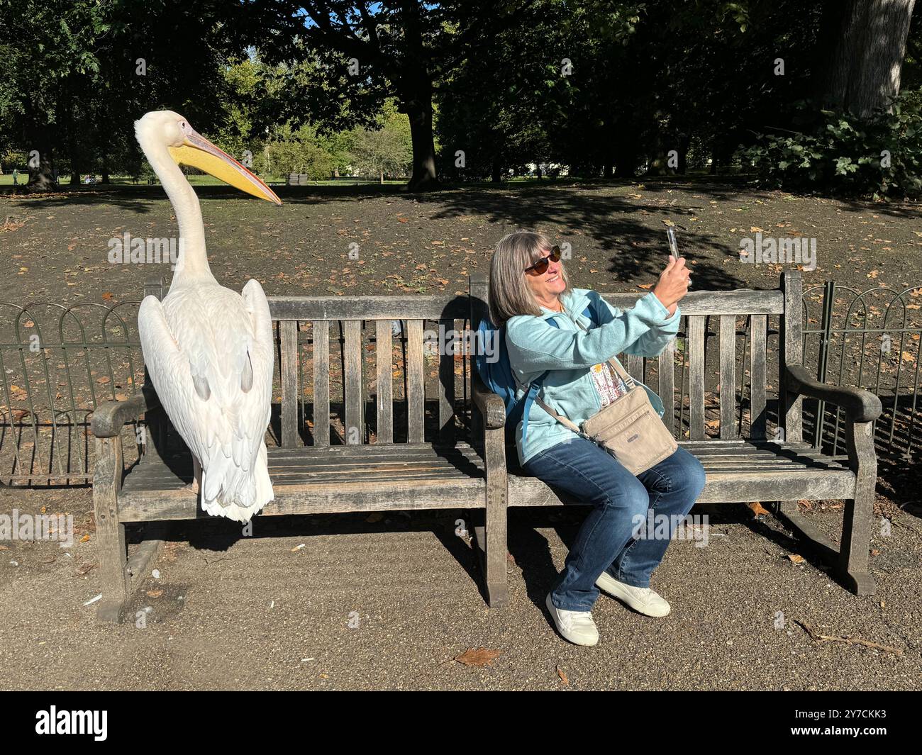 The pelicans of St. James's Park enjoying a preen in the beautiful ...