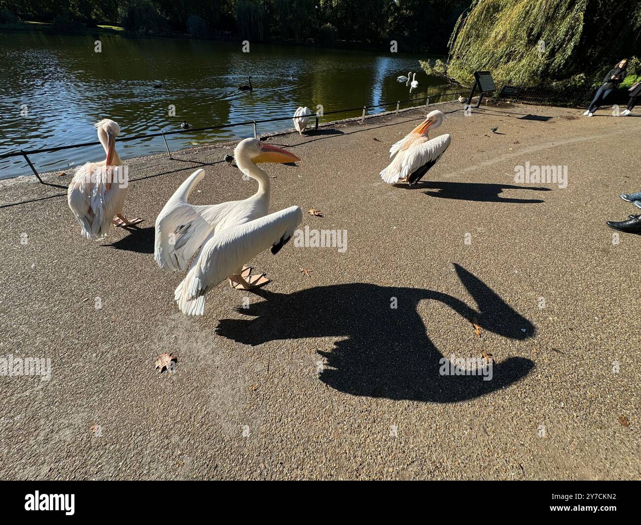 The pelicans of St. James's Park enjoying a preen in the beautiful ...