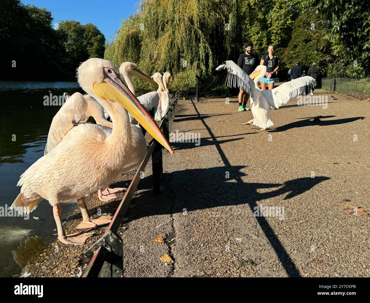 The pelicans of St. James's Park enjoying a preen in the beautiful ...