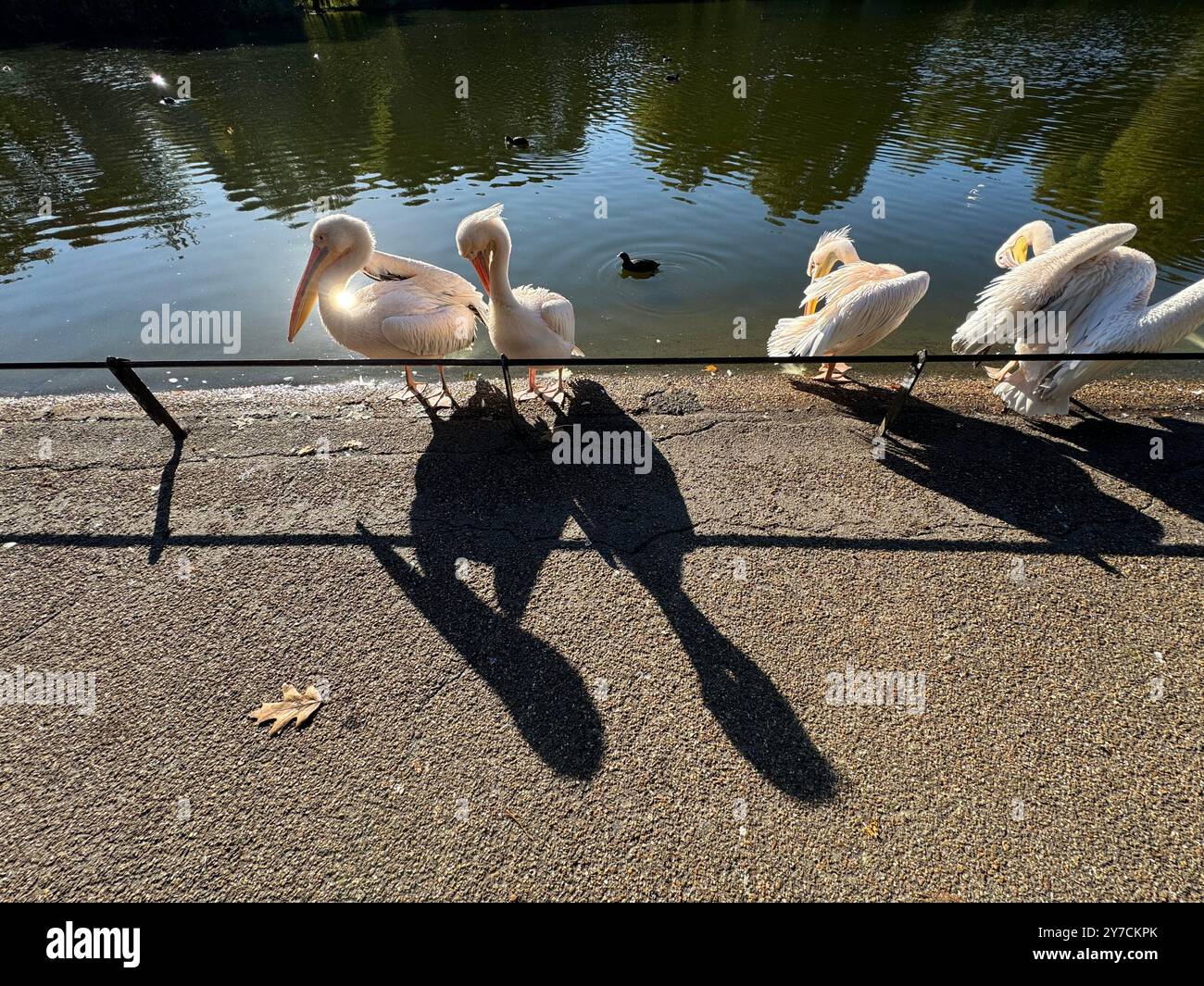 The pelicans of St. James's Park enjoying a preen in the beautiful ...