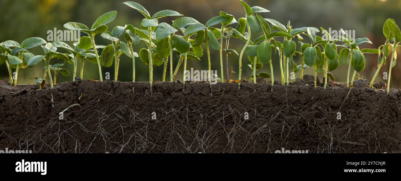 Sunflower seed germination hi-res stock photography and images - Alamy