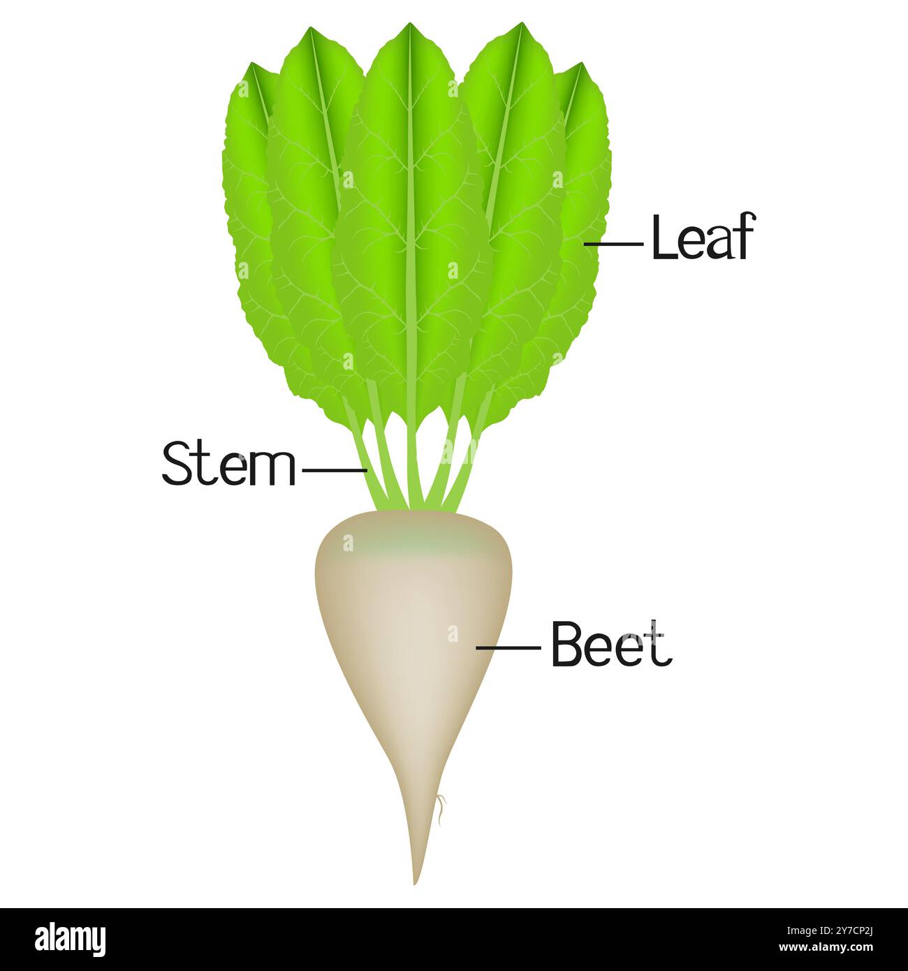 Growing beet Stock Vector Images - Alamy