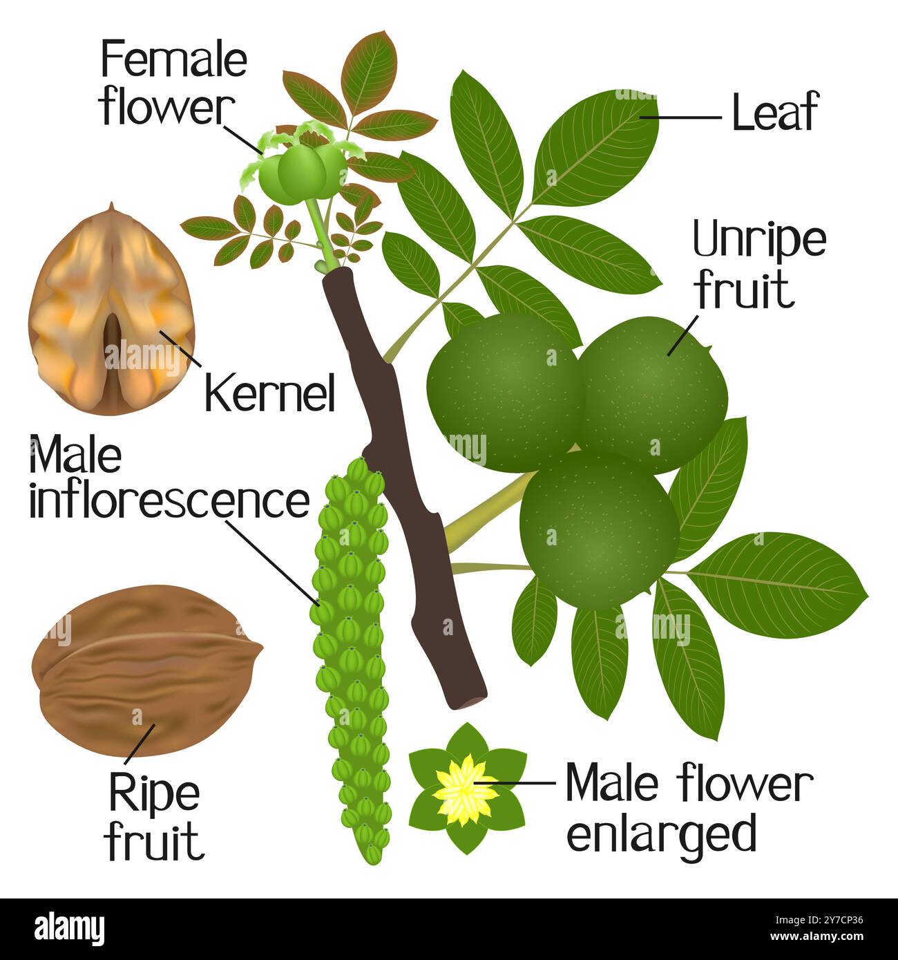 The illustration shows part of the walnut plants on a white background ...