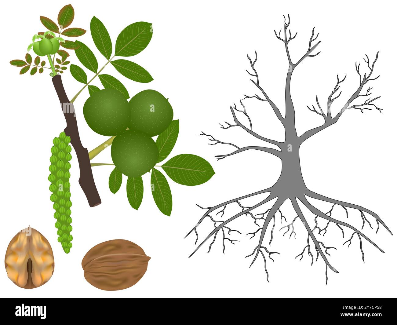 Ripe walnut tree Stock Vector Images - Alamy