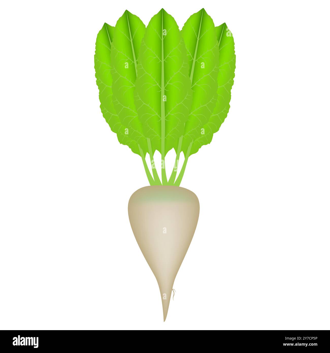Sugar beet on a white background Stock Vector Image & Art - Alamy