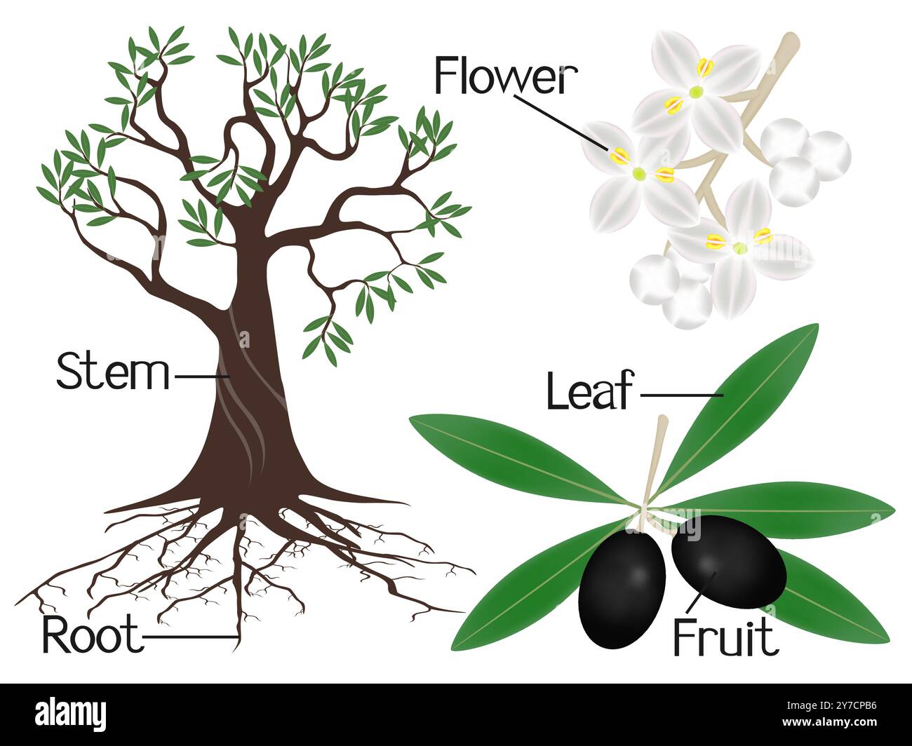 Olive branch showing ripe olives hi-res stock photography and images ...