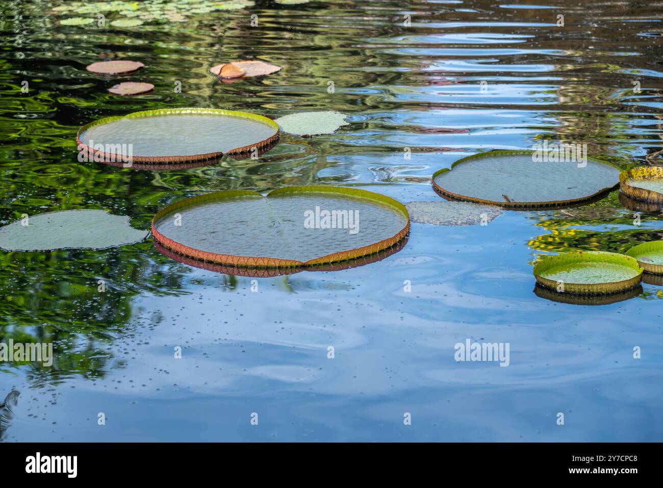 Large, circular water lily leaves float on the calm water surface ...