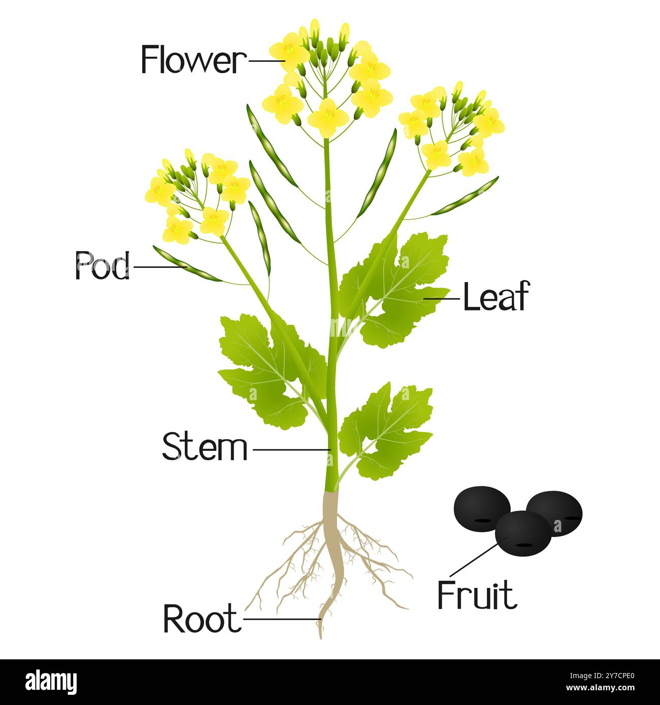 An illustration showing parts of a canola plant Stock Vector Image ...